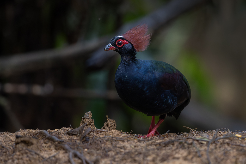 Crested Partridge in September 2023 by matthewkwan · iNaturalist