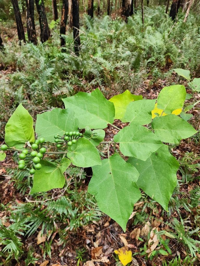 Turkey Berry from White Patch QLD 4507, Australia on September 29, 2023 ...
