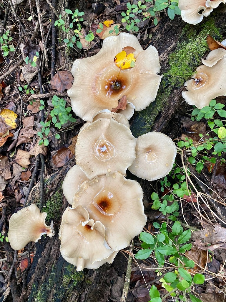Bay Polypore from Stringers Ridge, Chattanooga, TN 37405 on September ...