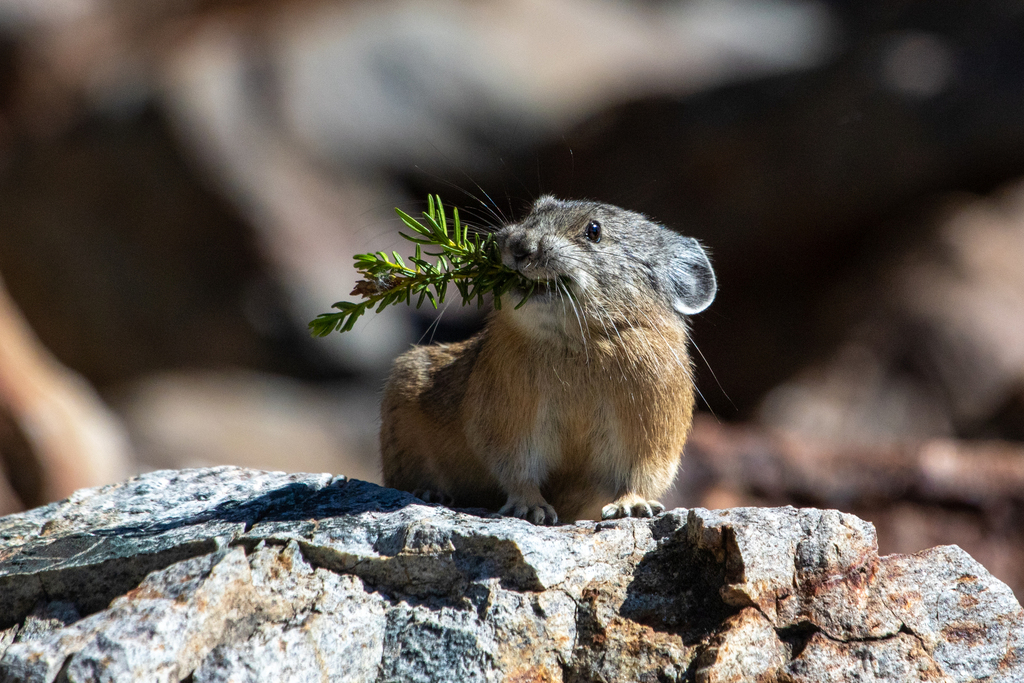 American Pika from Tuolumne County, CA, USA on September 22, 2023 at 02 ...