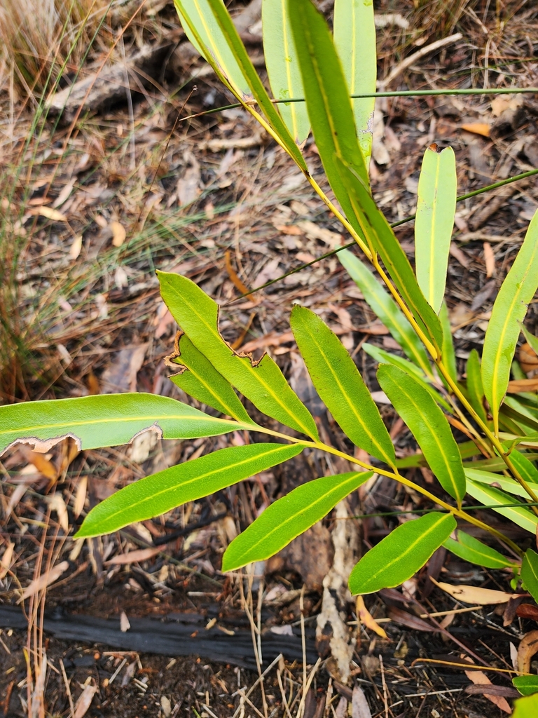 Mangrove Fern from White Patch QLD 4507, Australia on September 29 ...
