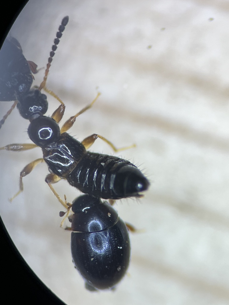 Sphaeridiinae from Prairie Clover Ave NE, Keizer, OR, US on September ...