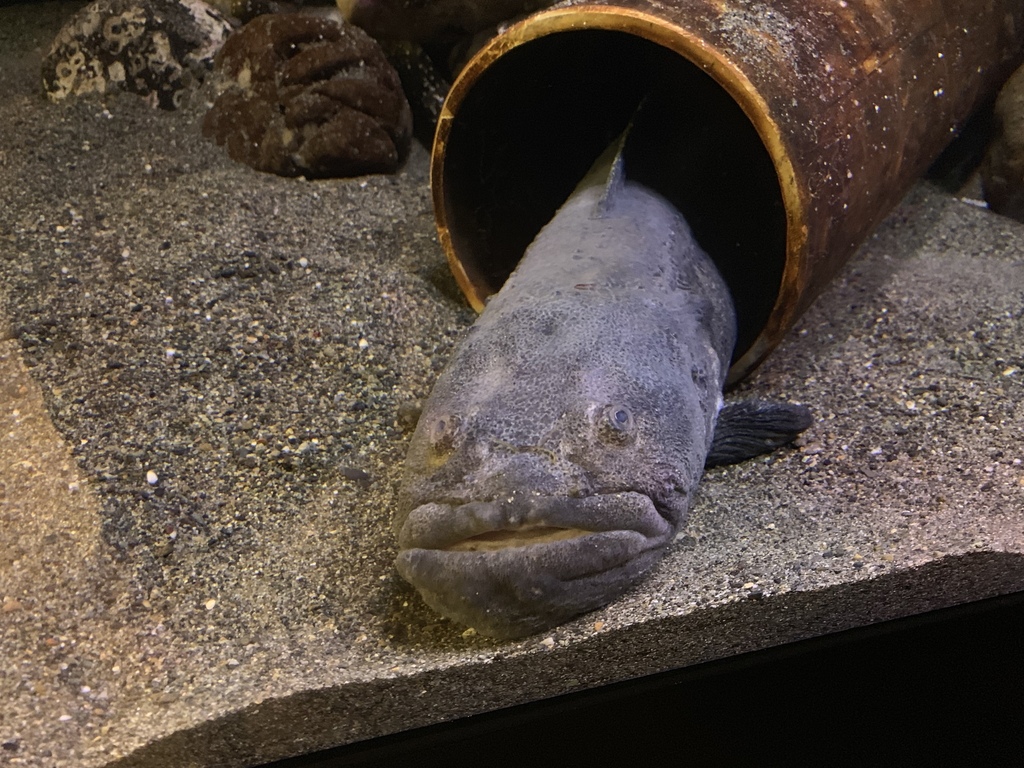 Giant Wrymouth (Cryptacanthodes giganteus) - Marine Life Identification