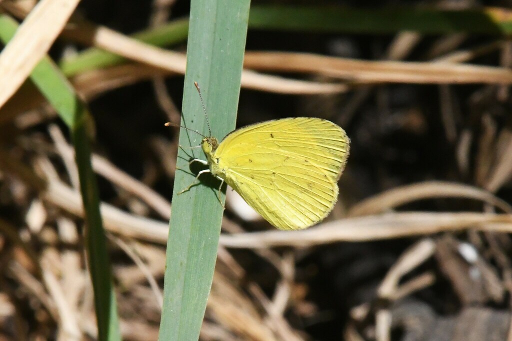 Small Grass-yellow from Victoria Rd, Yering VIC 3770, Australia on ...