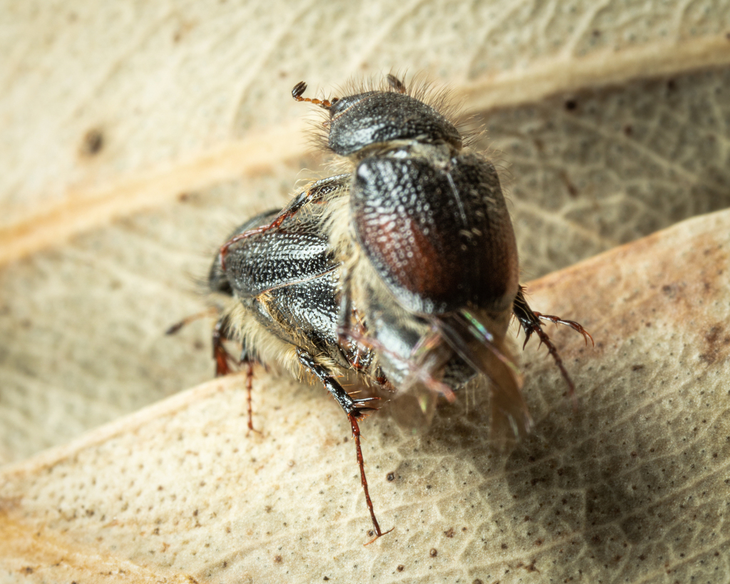 Scarabs from Australia; Victoria; Mount Martha; Briars Wildlife ...