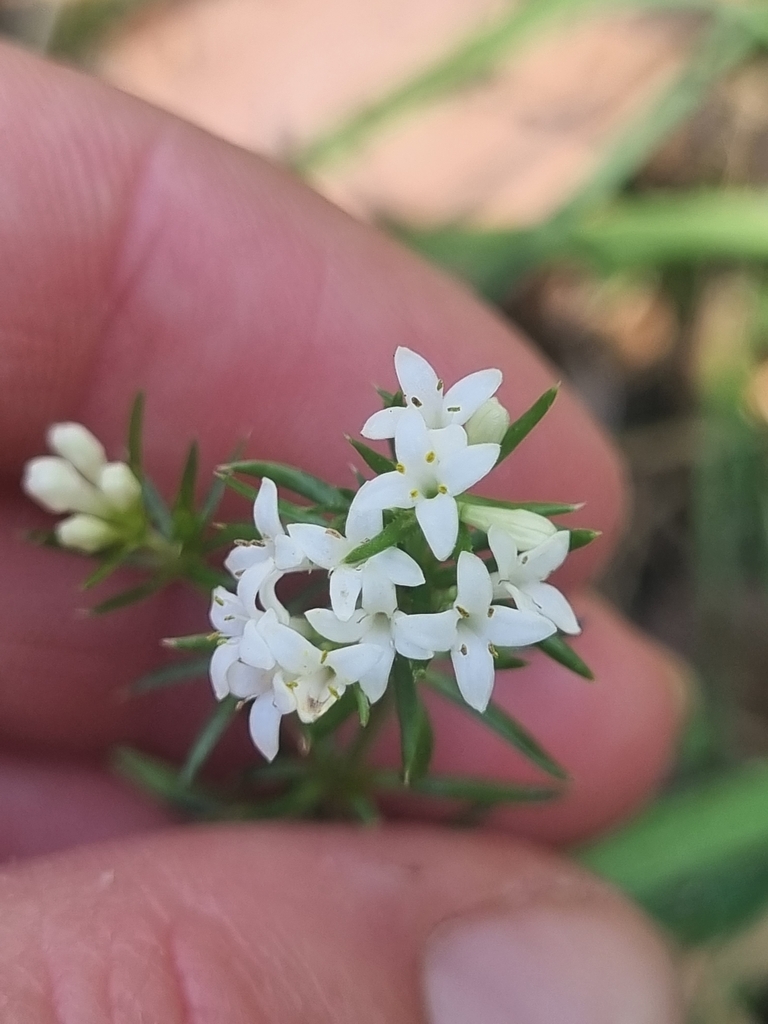 Common Woodruff from Dromana VIC 3936, Australia on September 29, 2023 ...
