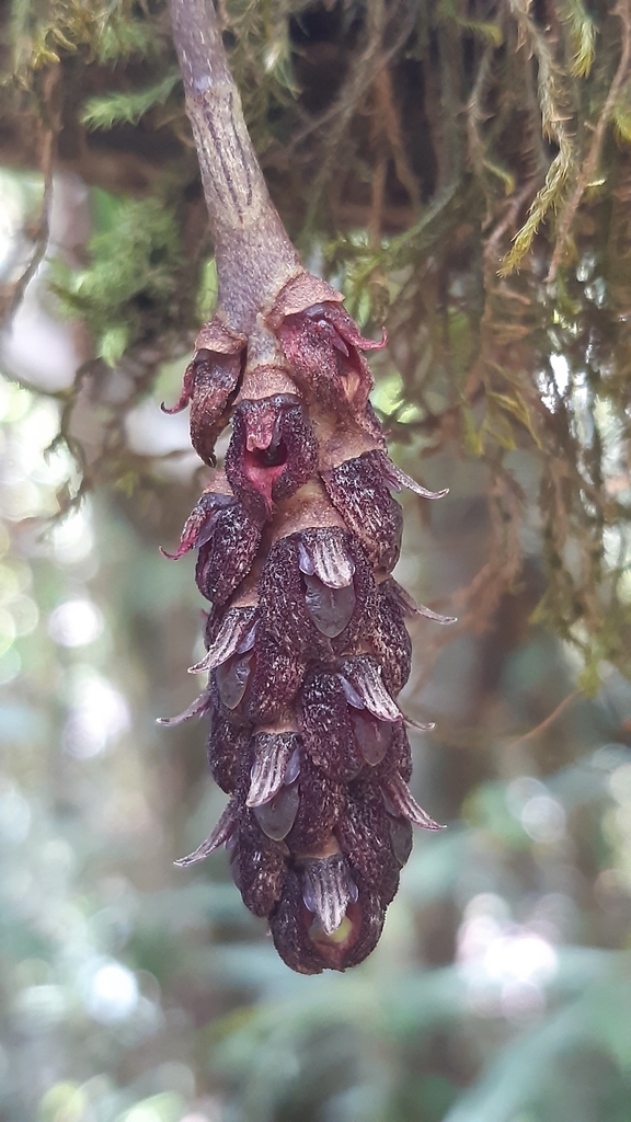 Ploiarium from Alaotra-Mangoro, MG-TM, MG on September 18, 2023 at 11: ...