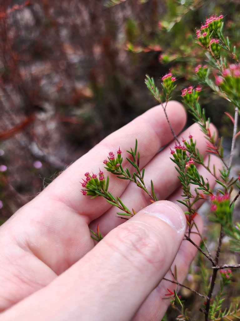 twiggy homoranthus from White Patch QLD 4507, Australia on September 29 ...