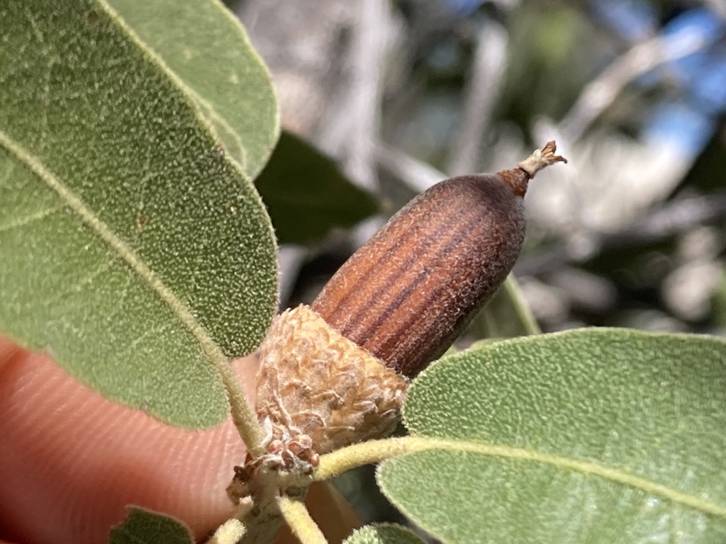 Peninsular Oak (Quercus peninsularis) - Botanical Realm