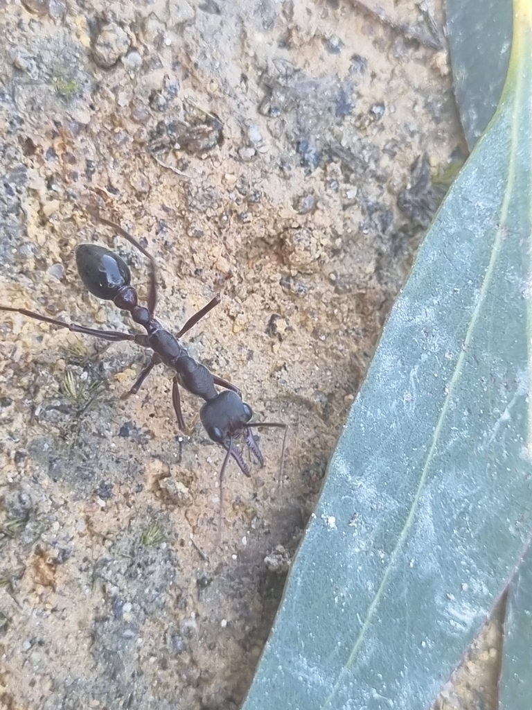 Inch Ant from Dromana VIC 3936, Australia on September 29, 2023 at 01: ...