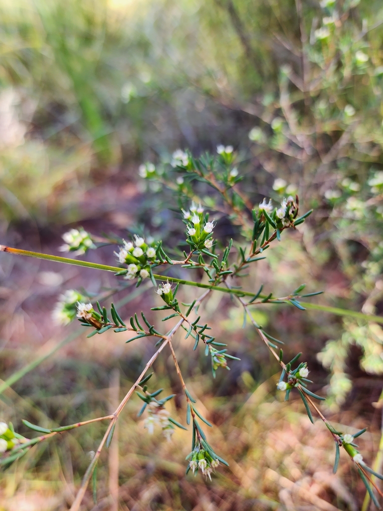 twiggy homoranthus from Welsby QLD 4507, Australia on September 29 ...
