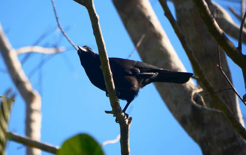 New Caledonian Crow from Poindimie, New Caledonia on August 18, 2023 at ...