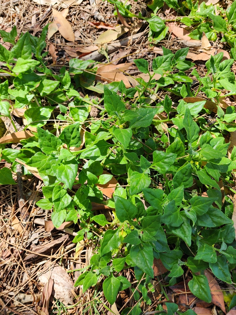 New Zealand Spinach from White Patch QLD 4507, Australia on September ...