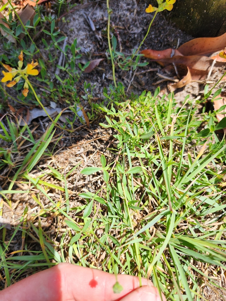 Listia bainesii from Bongaree QLD 4507, Australia on September 29, 2023 ...