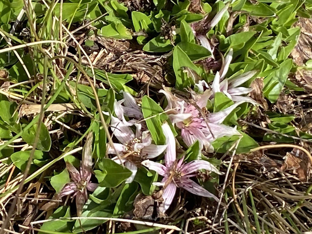 alpine marsh-marigold from Mount Buffalo National Park, Mount Buffalo ...