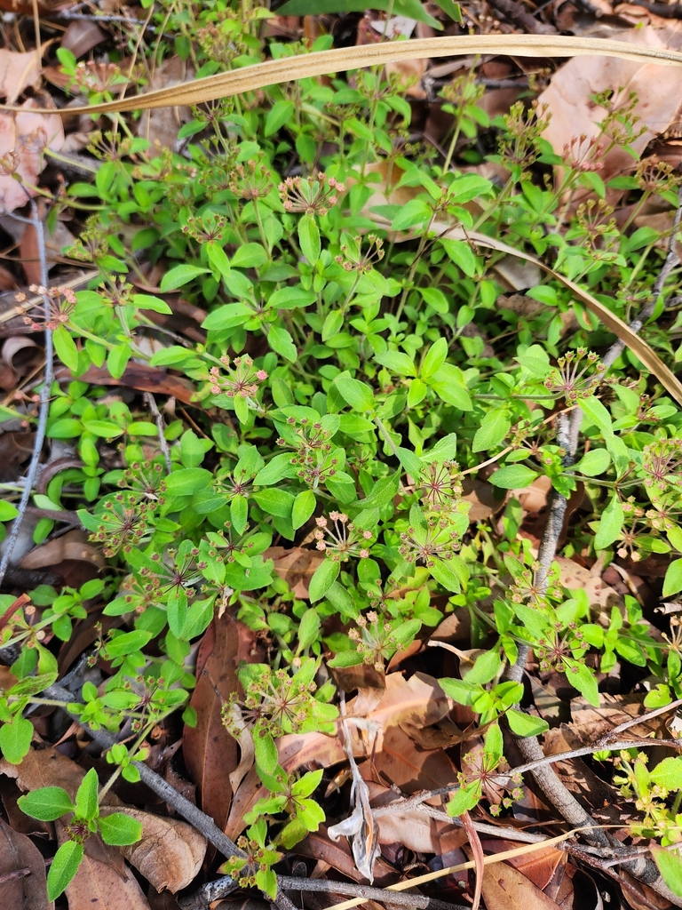 pomax from Bongaree QLD 4507, Australia on September 29, 2023 at 10:44 ...