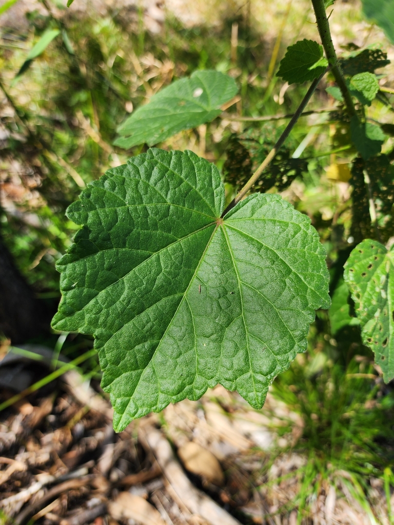 Prickly Tree Hibiscus from Bongaree QLD 4507, Australia on September 29 ...