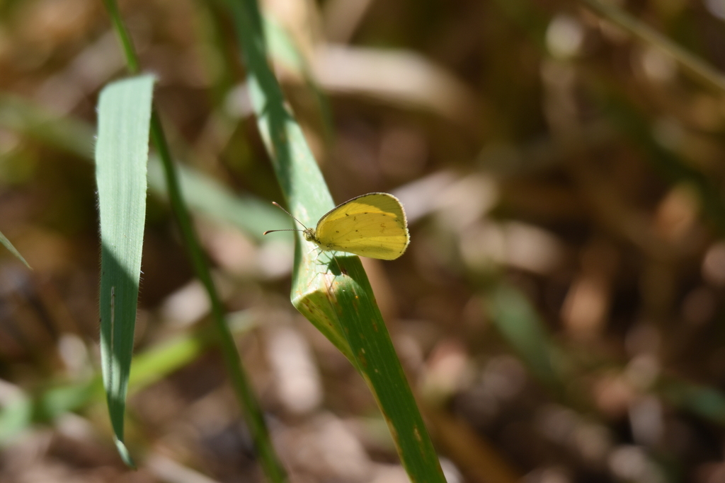 Small Grass-yellow from Yering VIC 3770, Australia on September 29 ...