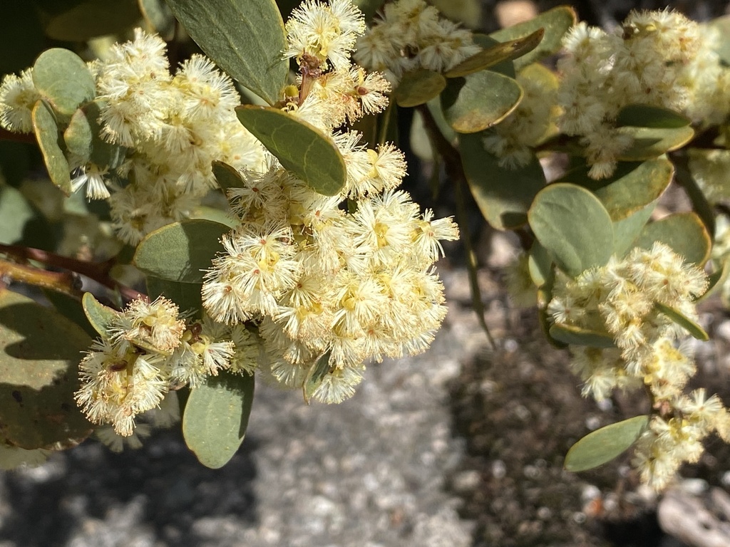 Alpine Wattle from Mount Buffalo National Park, Mount Buffalo, VIC, AU ...
