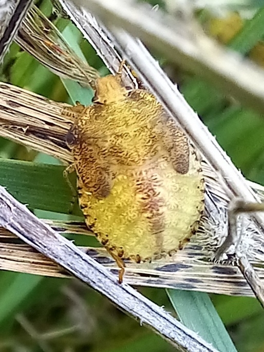 Brown Stink Bug from Hightown, VA 24465, USA on September 27, 2023 at 04:29 PM by Josey ...