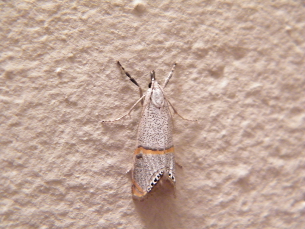 Aurotalis delicatalis from Towla HQ, Bubye Valley Conservancy, Zimbabwe ...