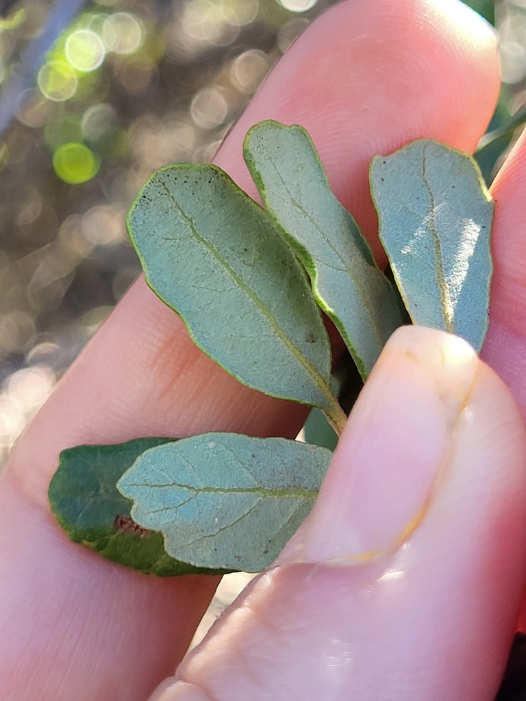 Torrey's Hybrid Oak (Quercus × acutidens) - Botanical Realm