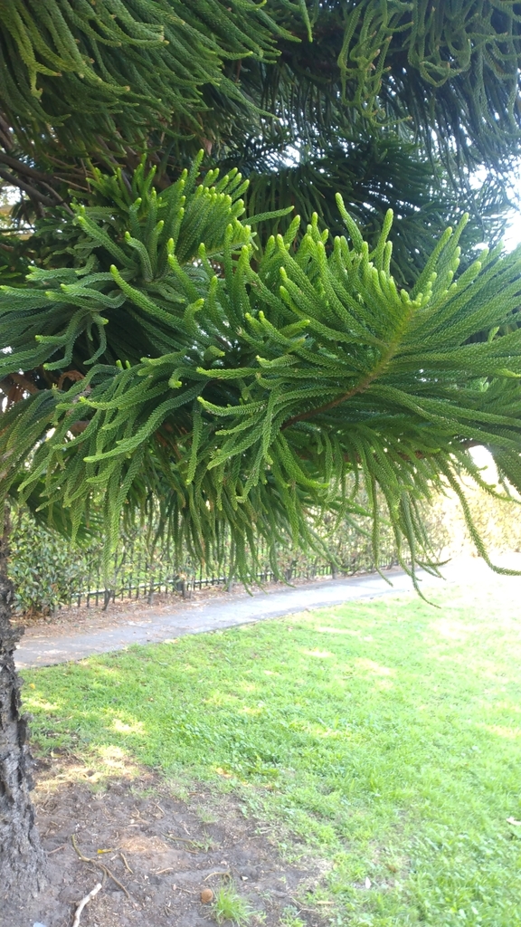 Cook pine from Botany Bay, AU-NS, AU on September 29, 2023 at 09:46 AM ...