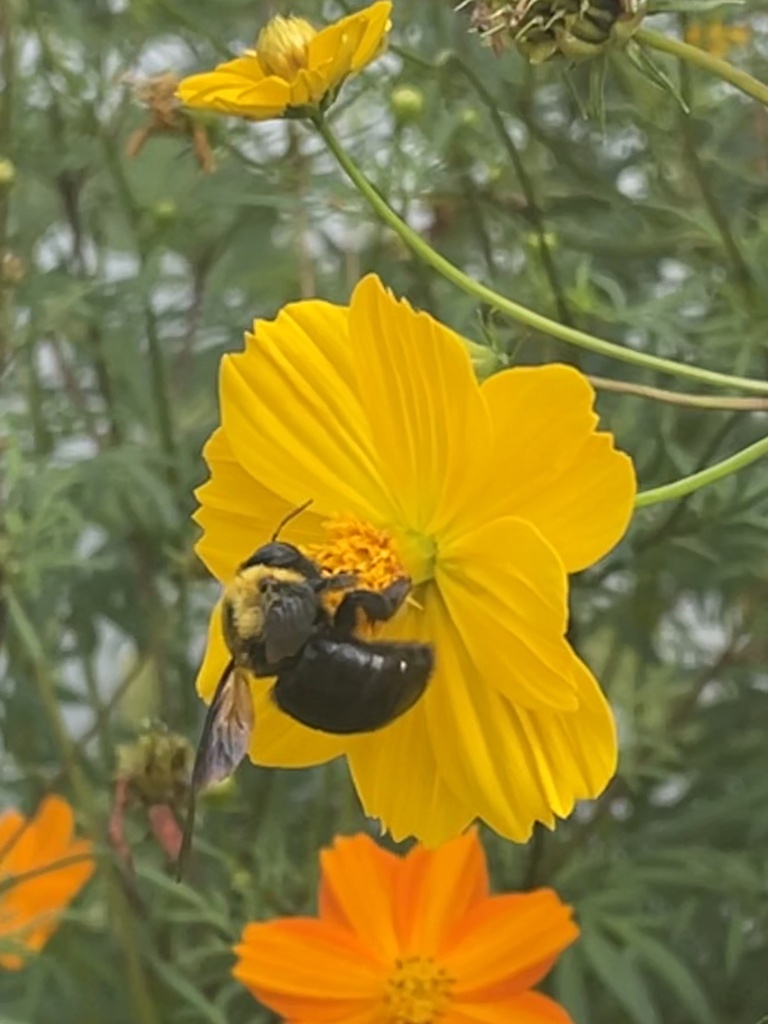 Japanese Carpenter Bee from Tokyo University of Marine Science and ...