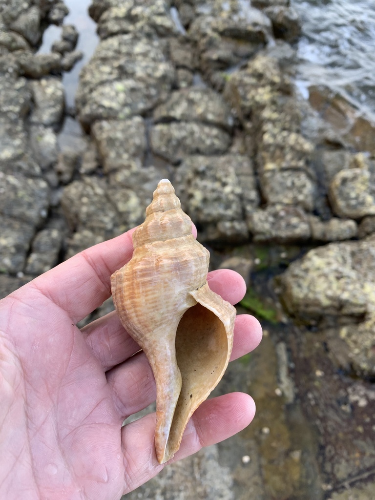 Australian Horse Conch from Simpsons Bay, Simpsons Bay, TAS, AU on ...