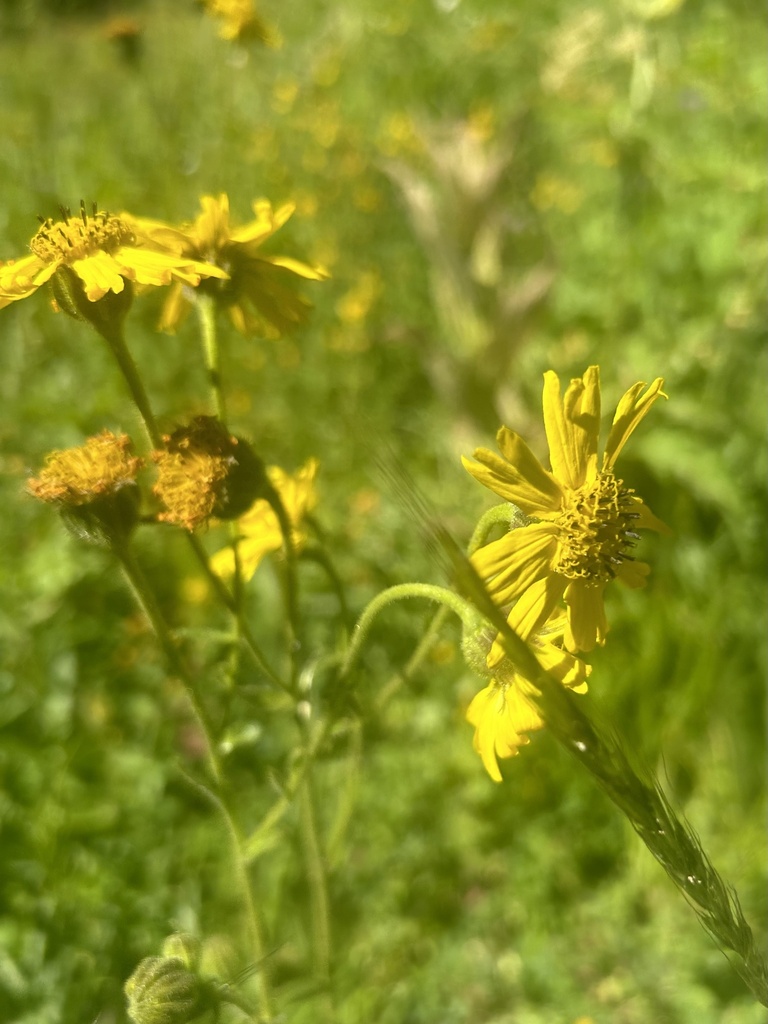 Bolander's madia from Deschutes National Forest, Sisters, OR, US on ...