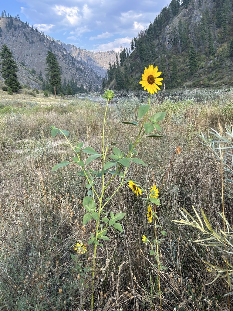 Common Sunflower (Helianthus annuus) - Botanical Realm