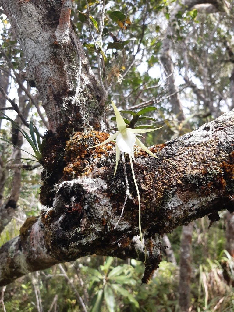 Comet Orchids from Andasibe, Madagascar on September 28, 2023 at 12:27 ...