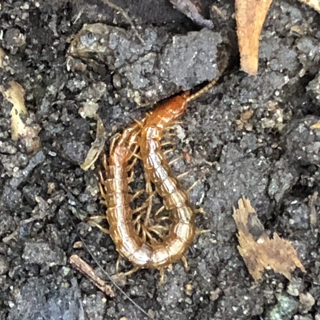 Cave Centipedes from City Botanic Gardens, Brisbane, QLD, AU on ...