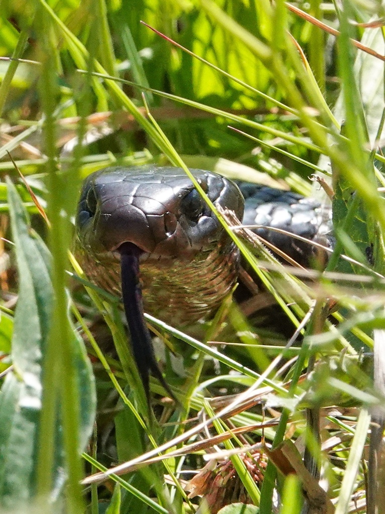 Red-bellied Black Snake from Sydney NSW, Australia on September 29 ...