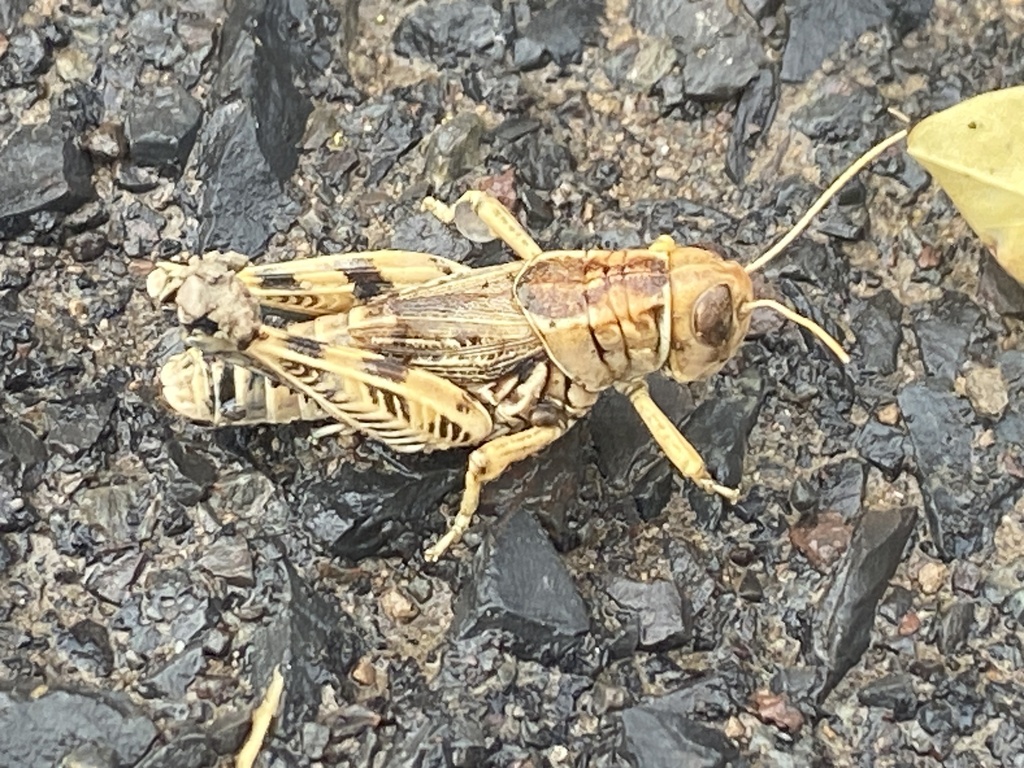 Valley Grasshopper from Fields, OR 97710, USA on September 3, 2023 at ...
