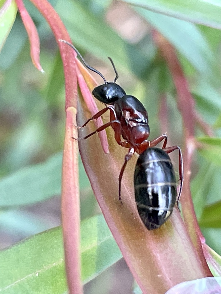 Giant Sugar Ant from Boundary Tk E, Frankston South, VIC, AU on ...