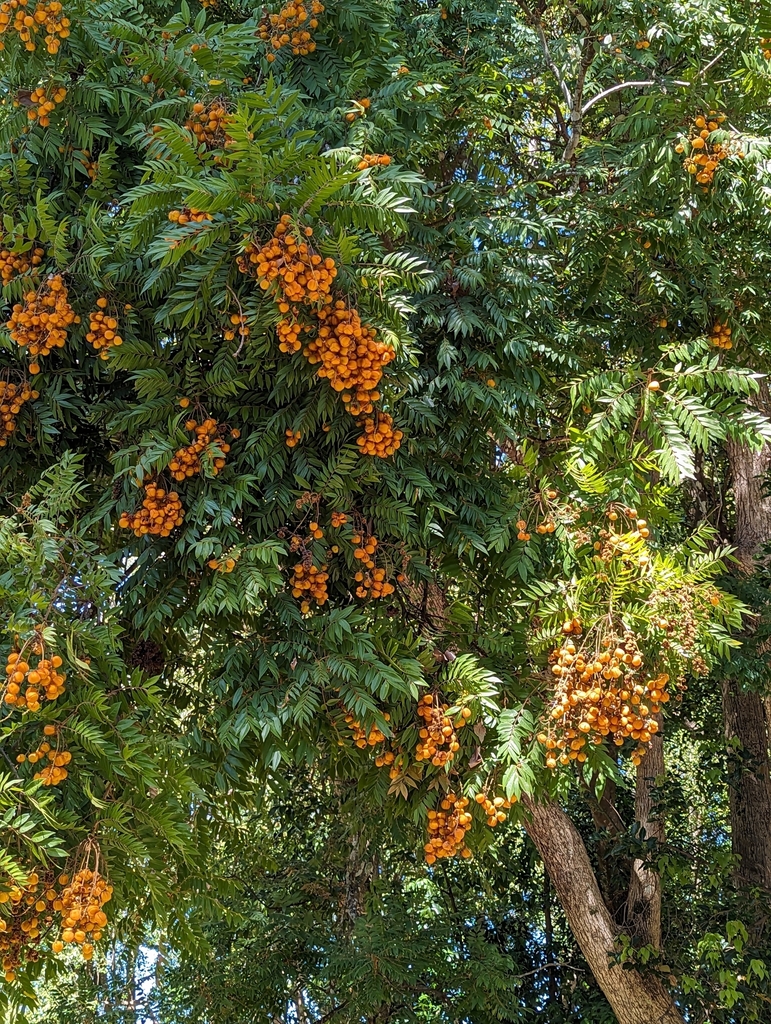 Fern Top from Mullumbimby NSW 2482, Australia on September 1, 2023 at ...
