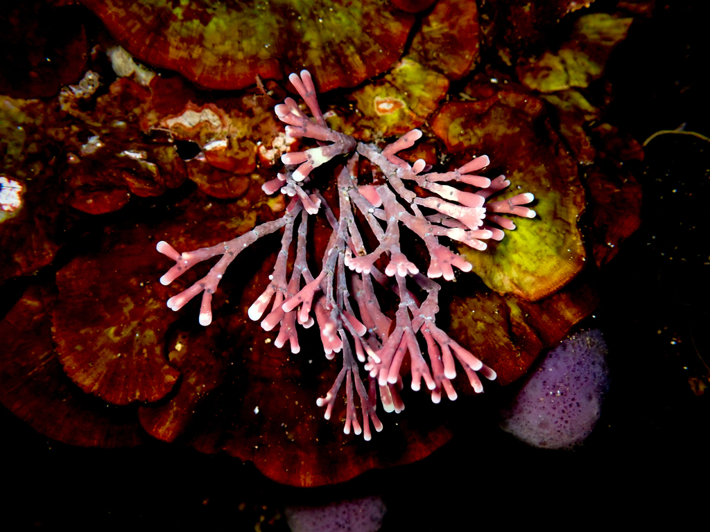 Amphiroa anceps from Toowoon Bay NSW, Australia on September 29, 2023 ...