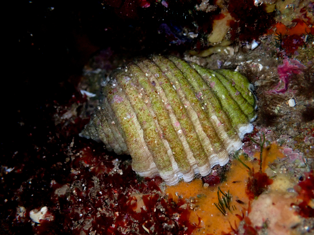 Cart-Rut Shell from Toowoon Bay NSW, Australia on September 29, 2023 at ...