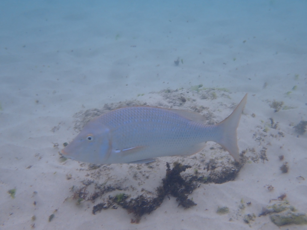 Spangled Emperor from Lord Howe Island, AU-NS, AU on September 23, 2023 ...