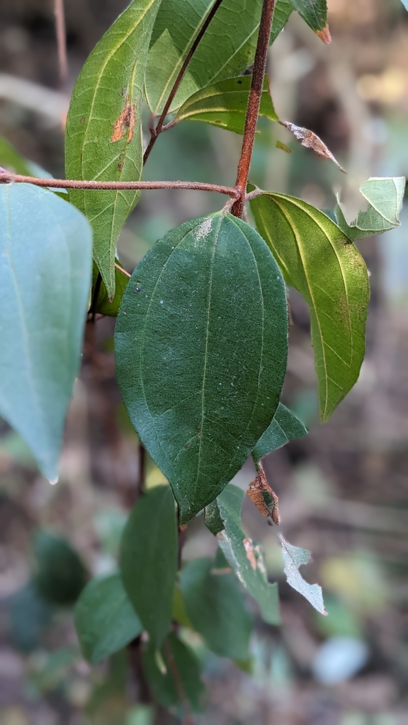 scrub turpentine in September 2023 by M. quinquenervia · iNaturalist