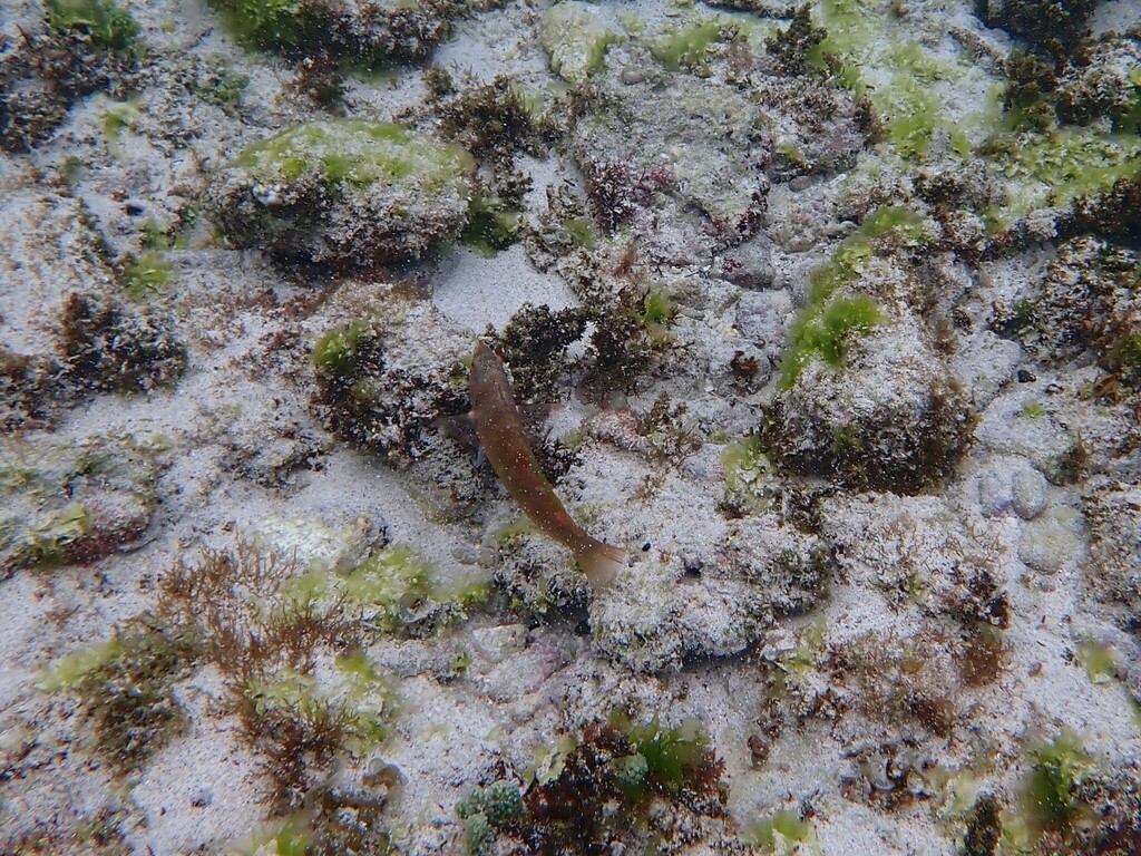 Luculent Wrasse from Lord Howe Island, AU-NS, AU on September 23, 2023 ...