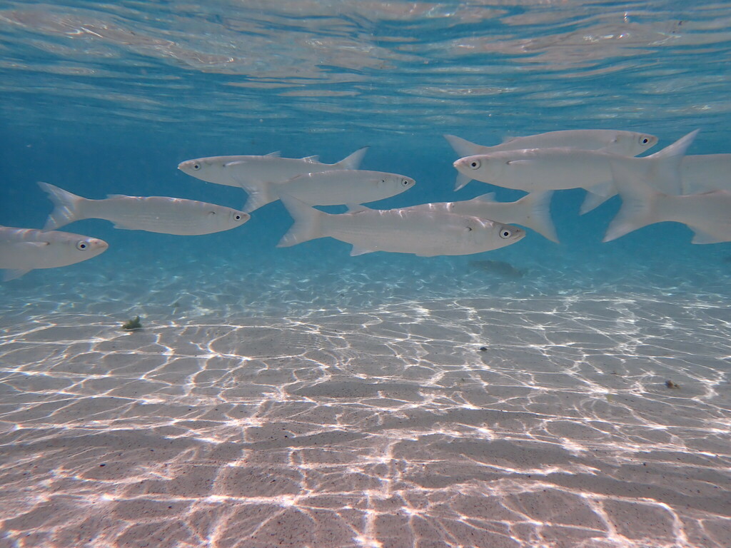Sand Mullet from Lord Howe Island, New South Wales, Australia on ...