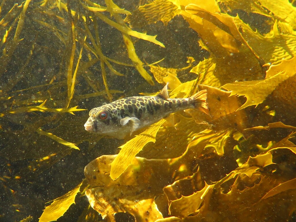 Smooth Toadfish from Shoalhaven, NSW, Australia on September 29, 2023 ...