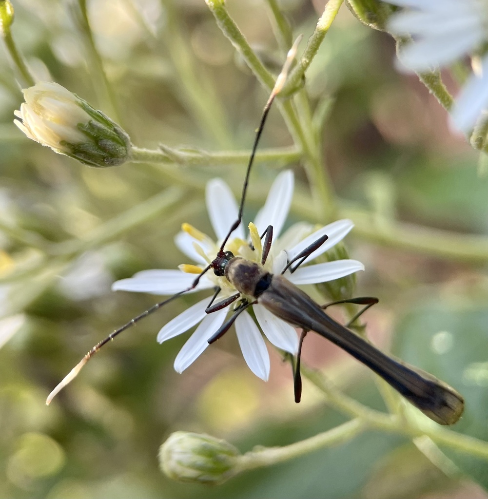 Enchoptera apicalis from Boundary Tk E, Frankston South, VIC, AU on ...