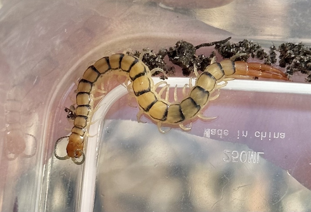 Common Centipedes from Karawatha Forest Park Area, Karawatha, QLD, AU ...