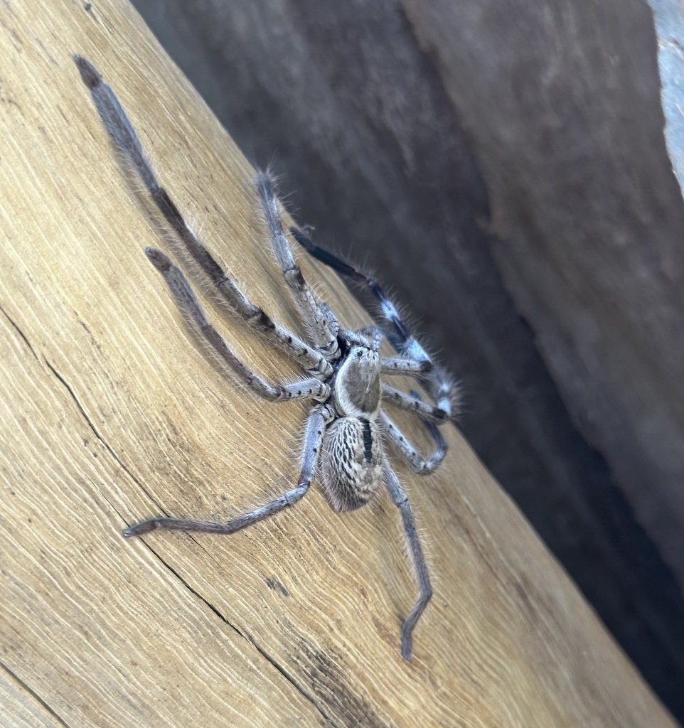Grey Huntsman Spider from Karawatha Forest Park Area, Karawatha, QLD ...