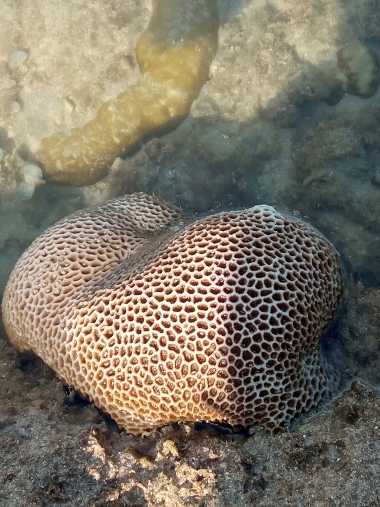 Coelastrea from W7W9+VX, Kamala, Kathu District, Phuket 83120, Thailand ...