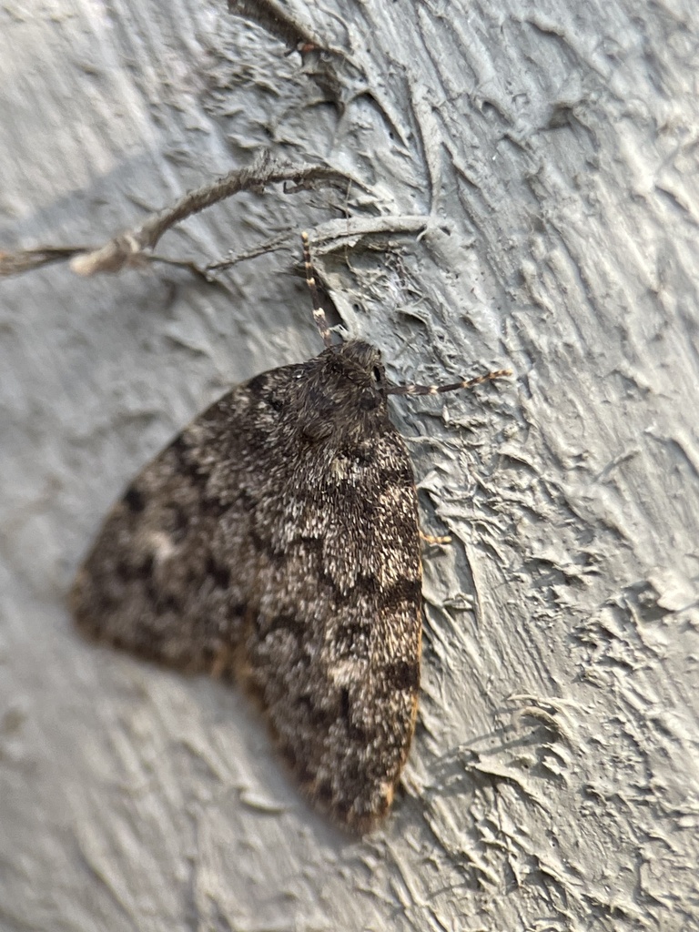 Halone consolatrix from Casuarina Dr, Frankston South, VIC, AU on ...