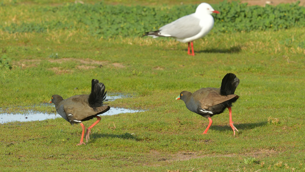 Black-tailed Native-hen from Whyalla SA, Australia on August 17, 2023 ...